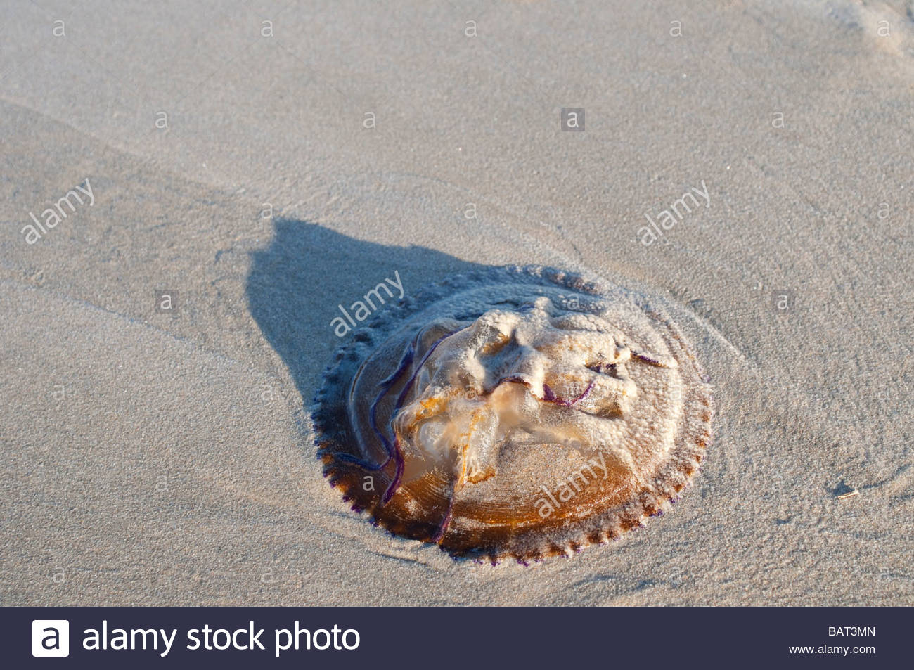 Dead Octopus Stock Photos & Dead Octopus Stock Images - Alamy