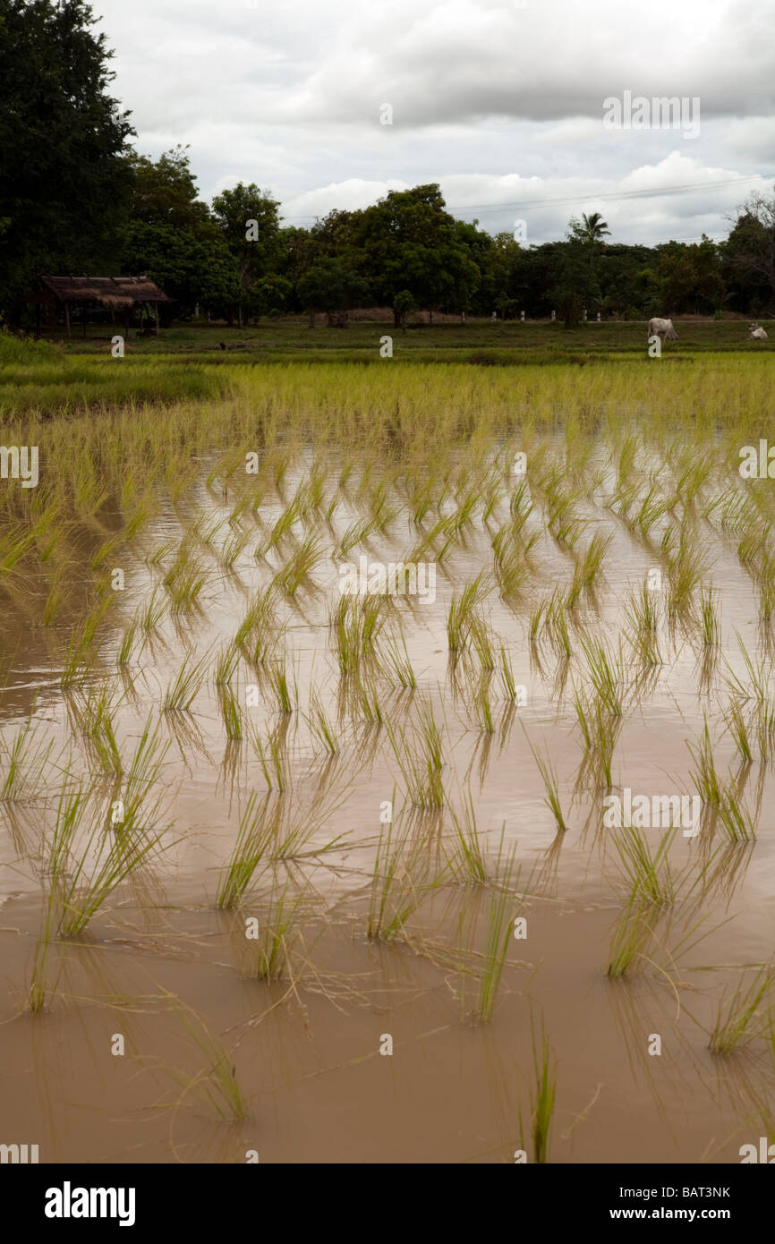 Rice cultivation in Thailand Stock Photo - Alamy