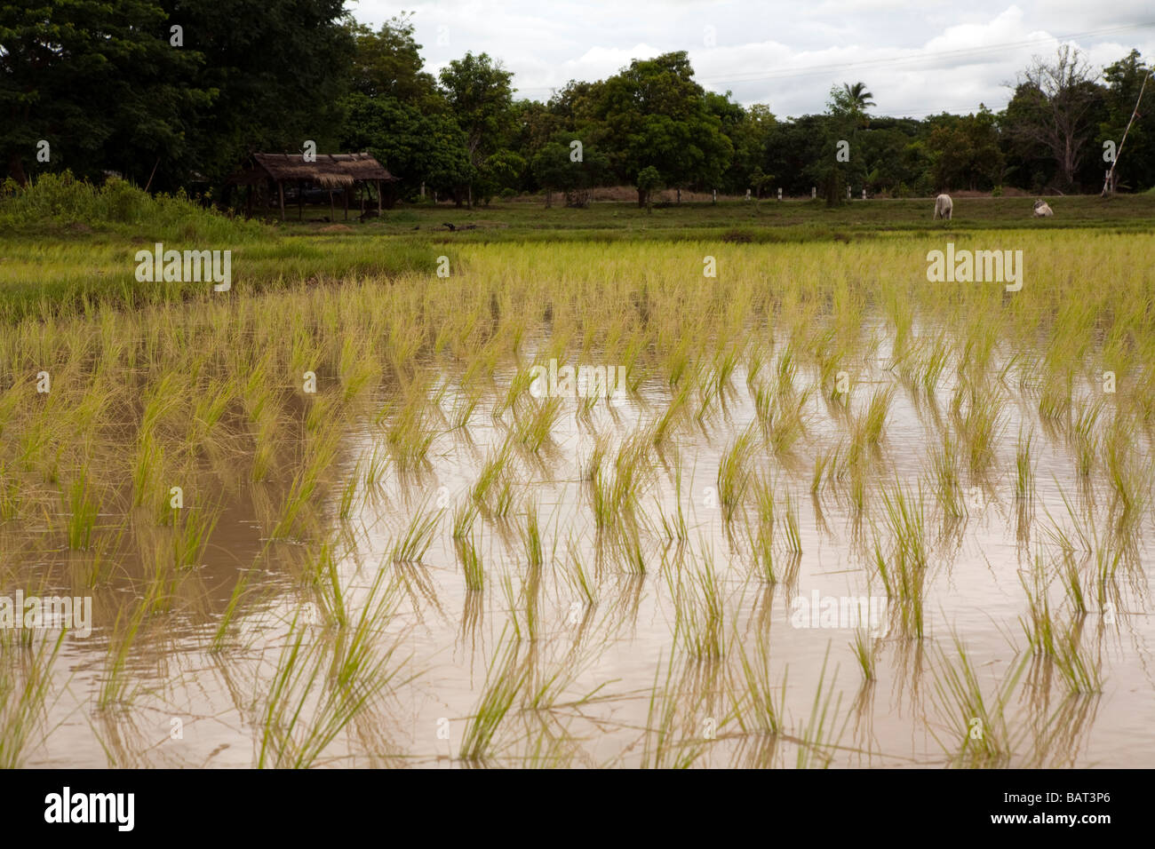 Rice cultivation in Thailand Stock Photo - Alamy