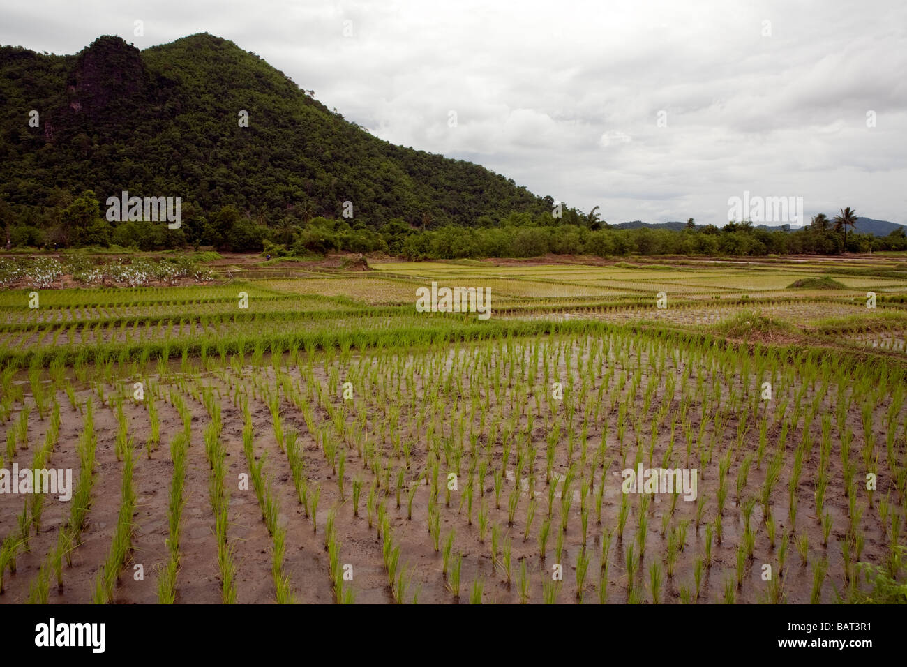 Rice cultivation in Thailand Stock Photo - Alamy