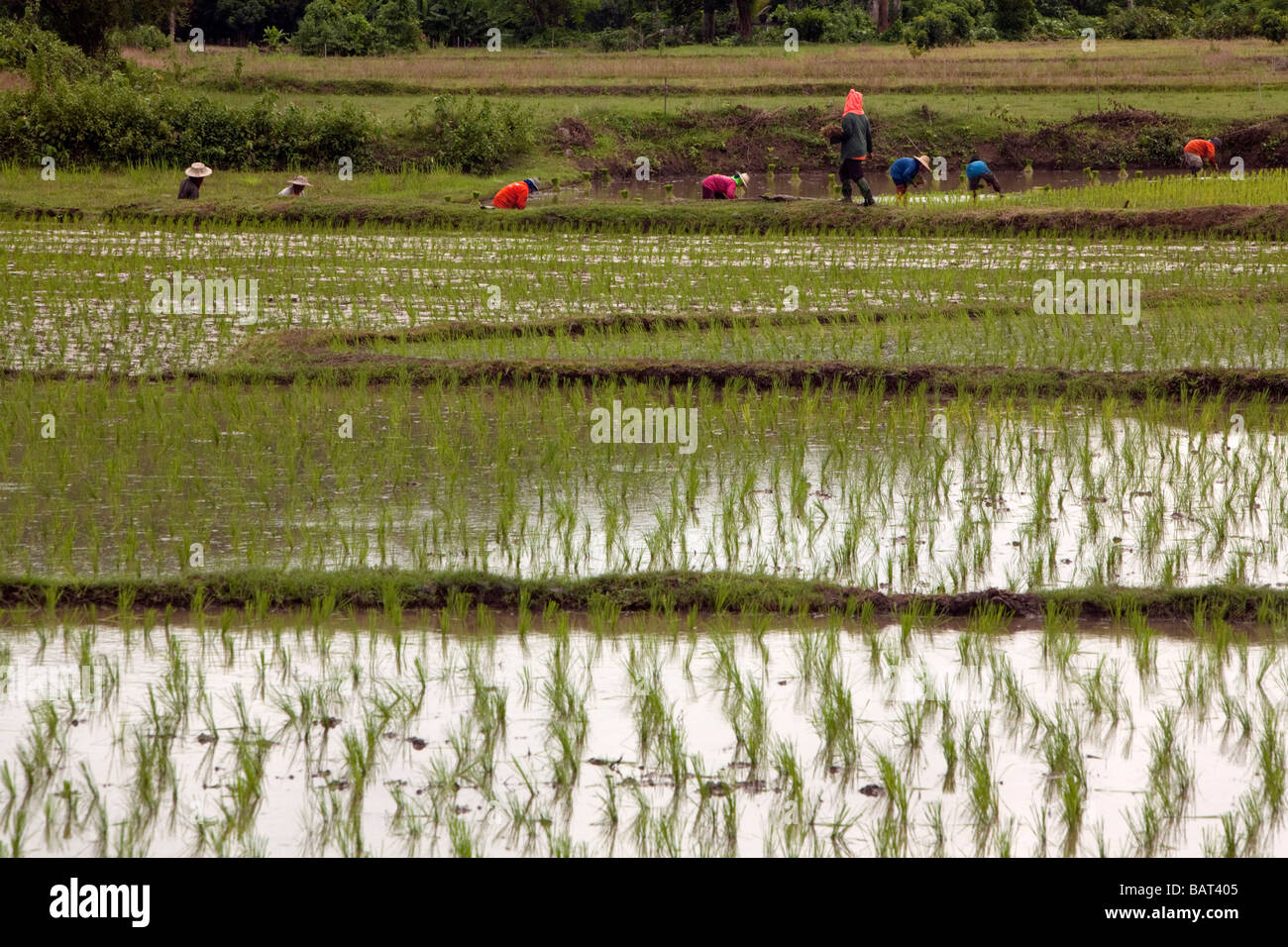 Rice cultivation in Thailand Stock Photo - Alamy