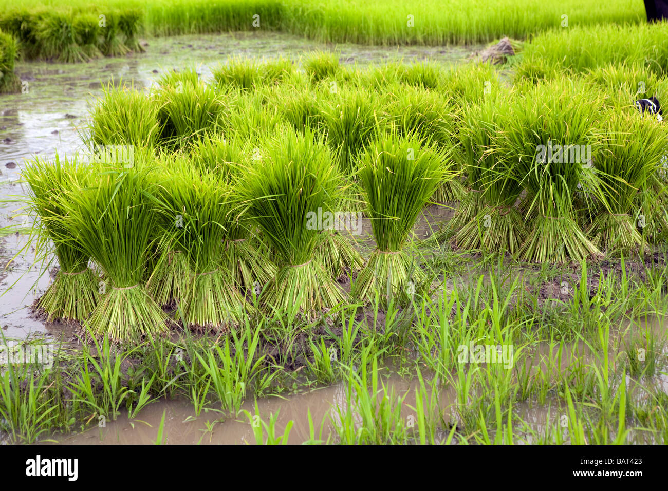 Rice cultivation in Thailand Stock Photo - Alamy