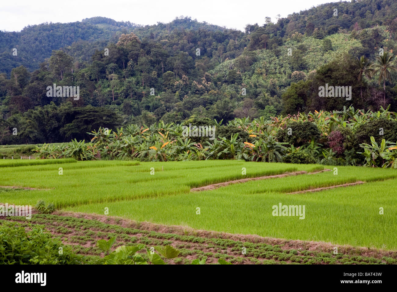 Rice cultivation in Thailand Stock Photo - Alamy