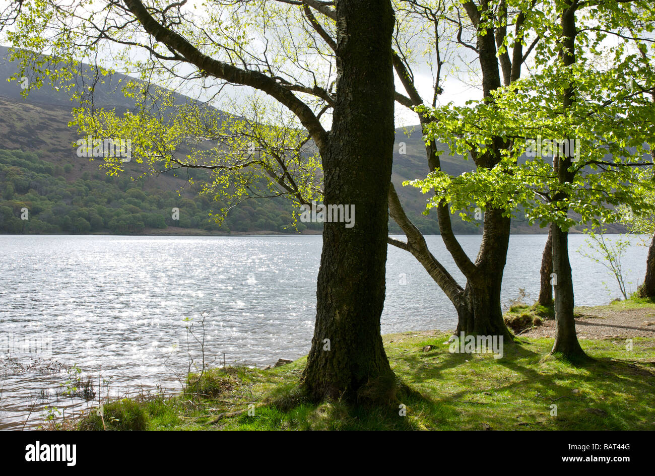 Trees along the shore of Ennerdale lake, Lake District National Park ...