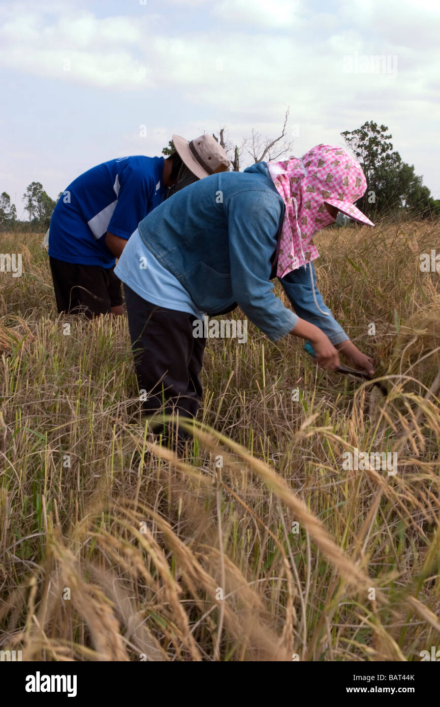 Rice cultivation in Thailand Stock Photo - Alamy