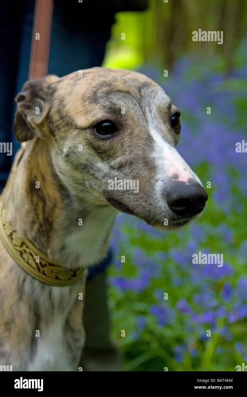 Whippet dog taken for a walk through bluebell covered woods in Kent ...