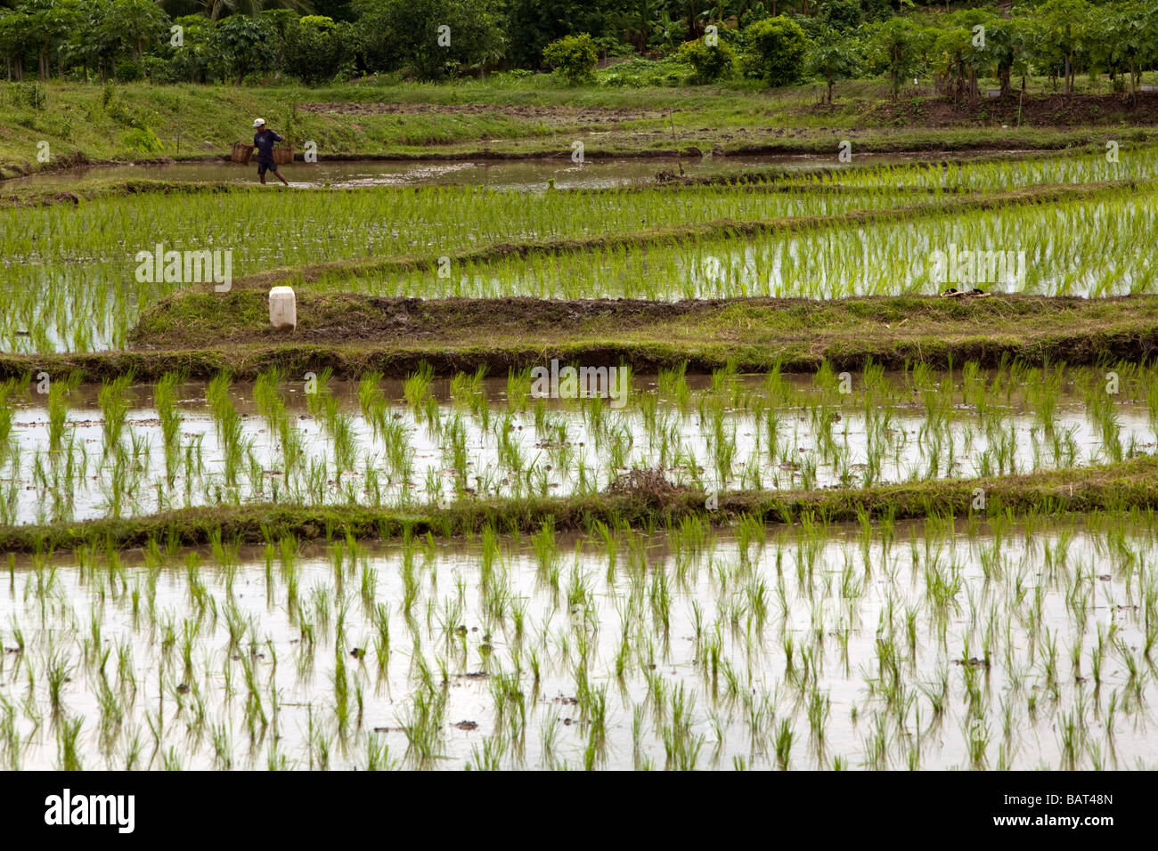 Rice cultivation in Thailand Stock Photo - Alamy