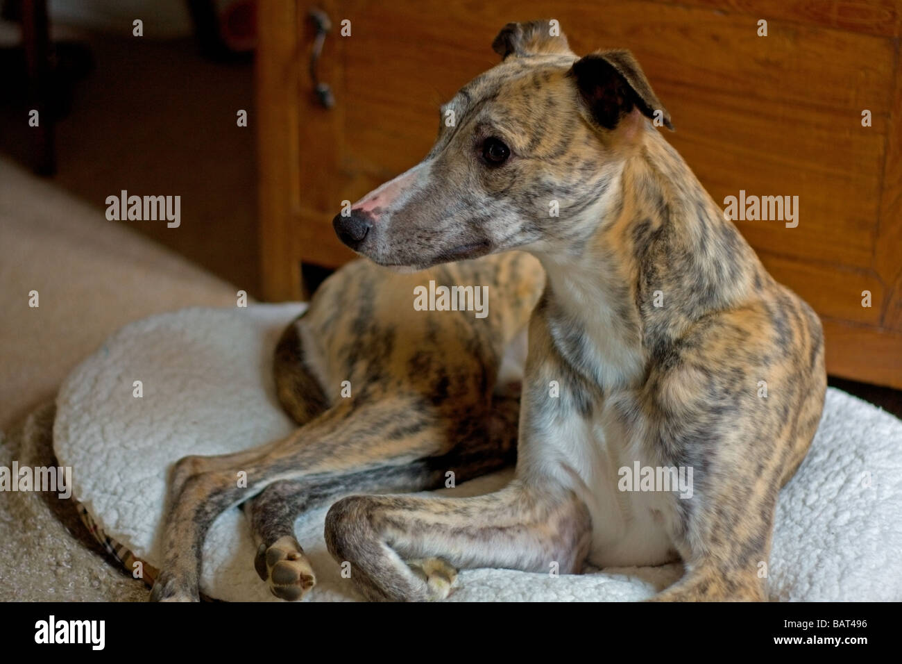 Whippet dog hi-res stock photography and images - Alamy