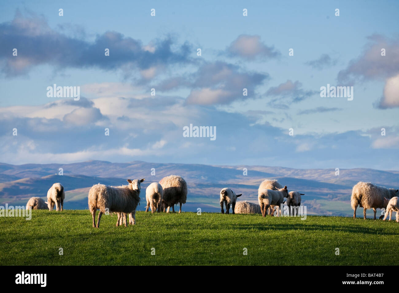 Rural countryside scotland sheep hi-res stock photography and images ...