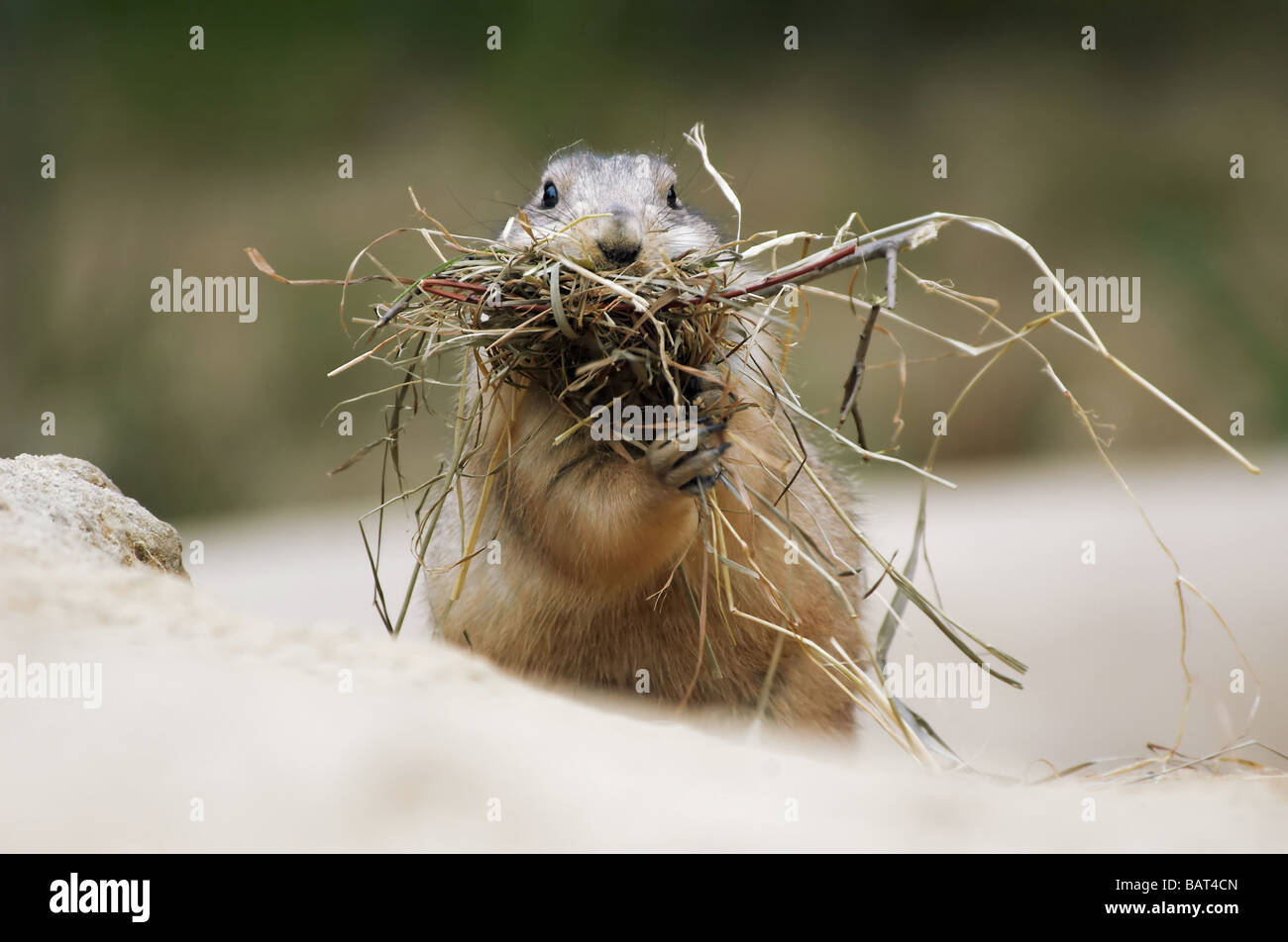 cute prairie dog Stock Photo - Alamy