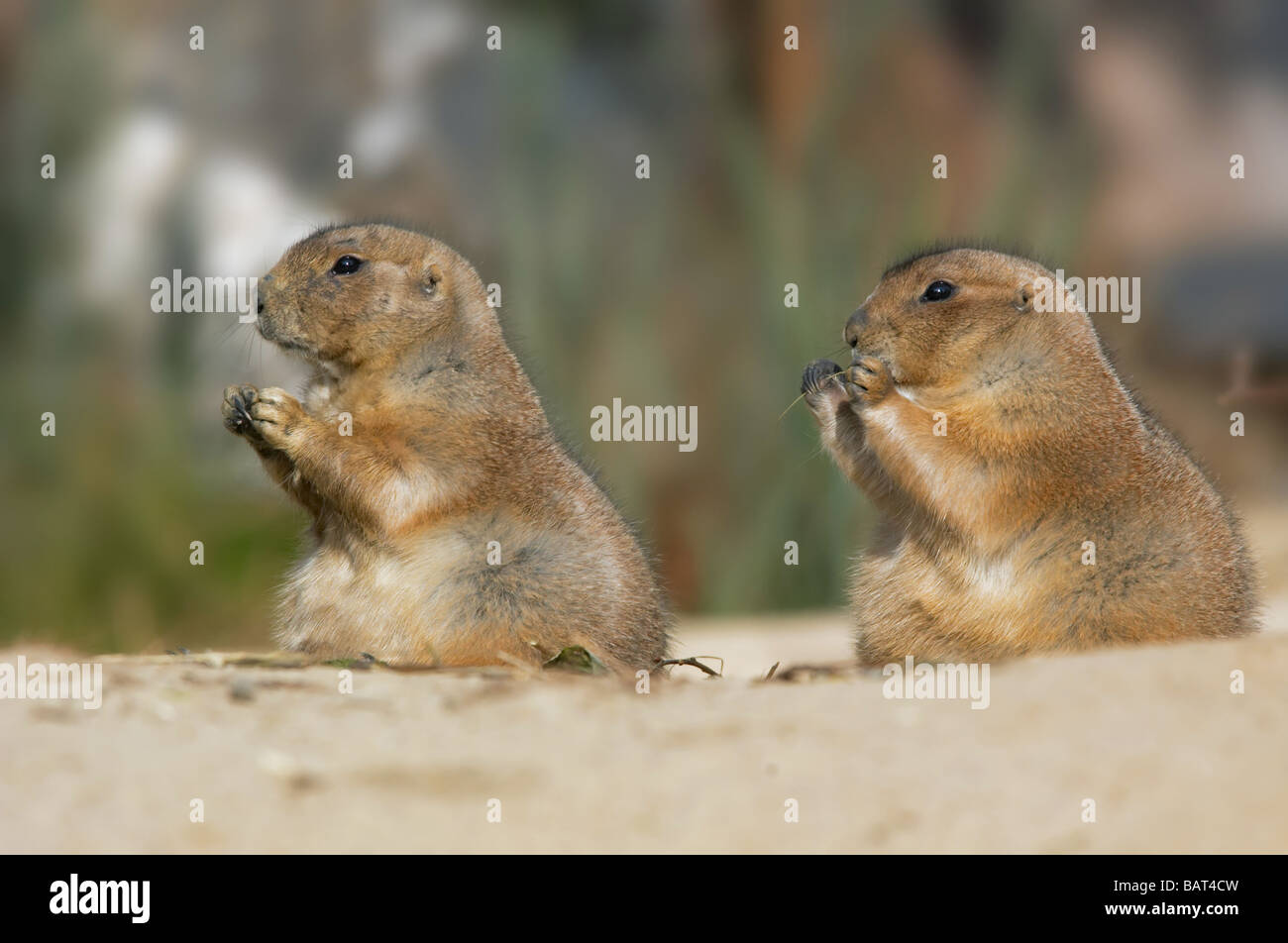 cute prairie dog Stock Photo - Alamy