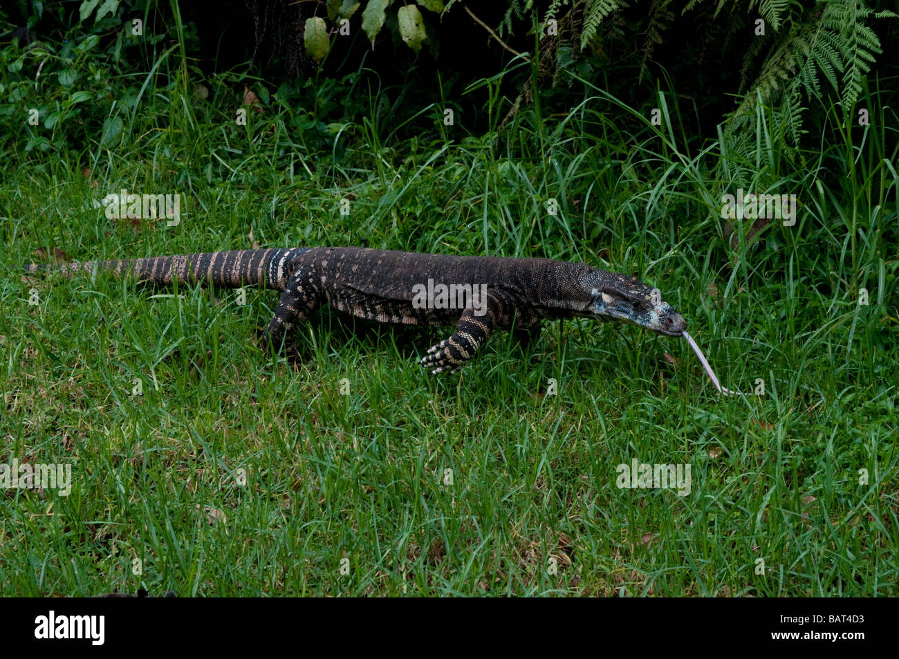 Lace Monitor or Lace Goanna lizard Dorrigo National Park NSW Australia ...
