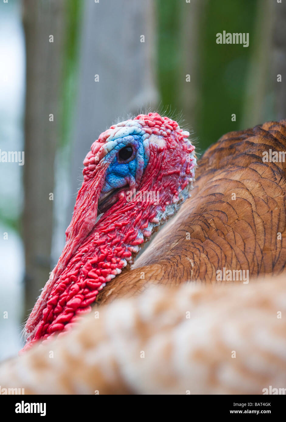 Turkey snood hi-res stock photography and images - Alamy