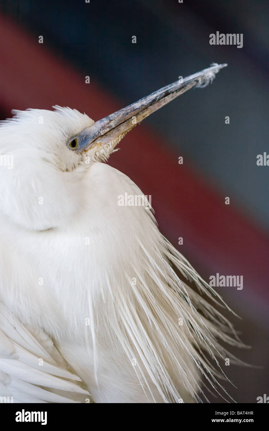 Abstract bird hi-res stock photography and images - Alamy