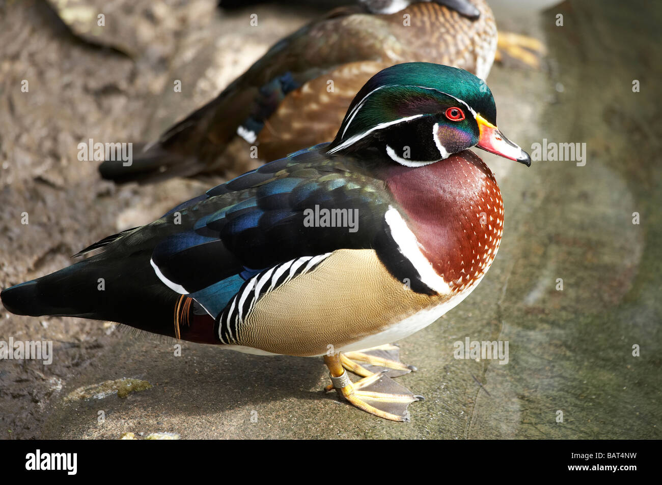 Male Wood Duck Aix sponsa Auckland Zoo Auckland North Island New ...