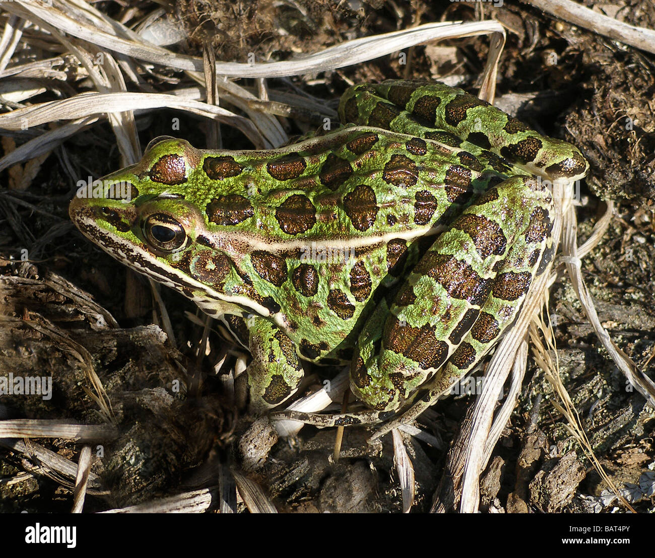 Leopard frog, grass frog, Rana pipiens, la grenouille leopard, Ontarion ...