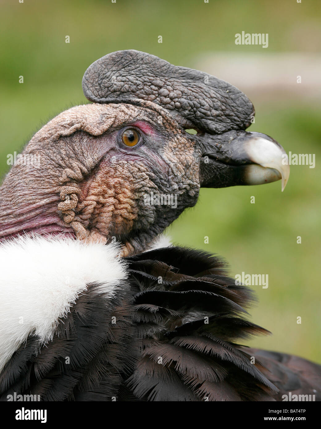 Andean Condor "Vultur Gryphus" Portrait Stock Photo - Alamy