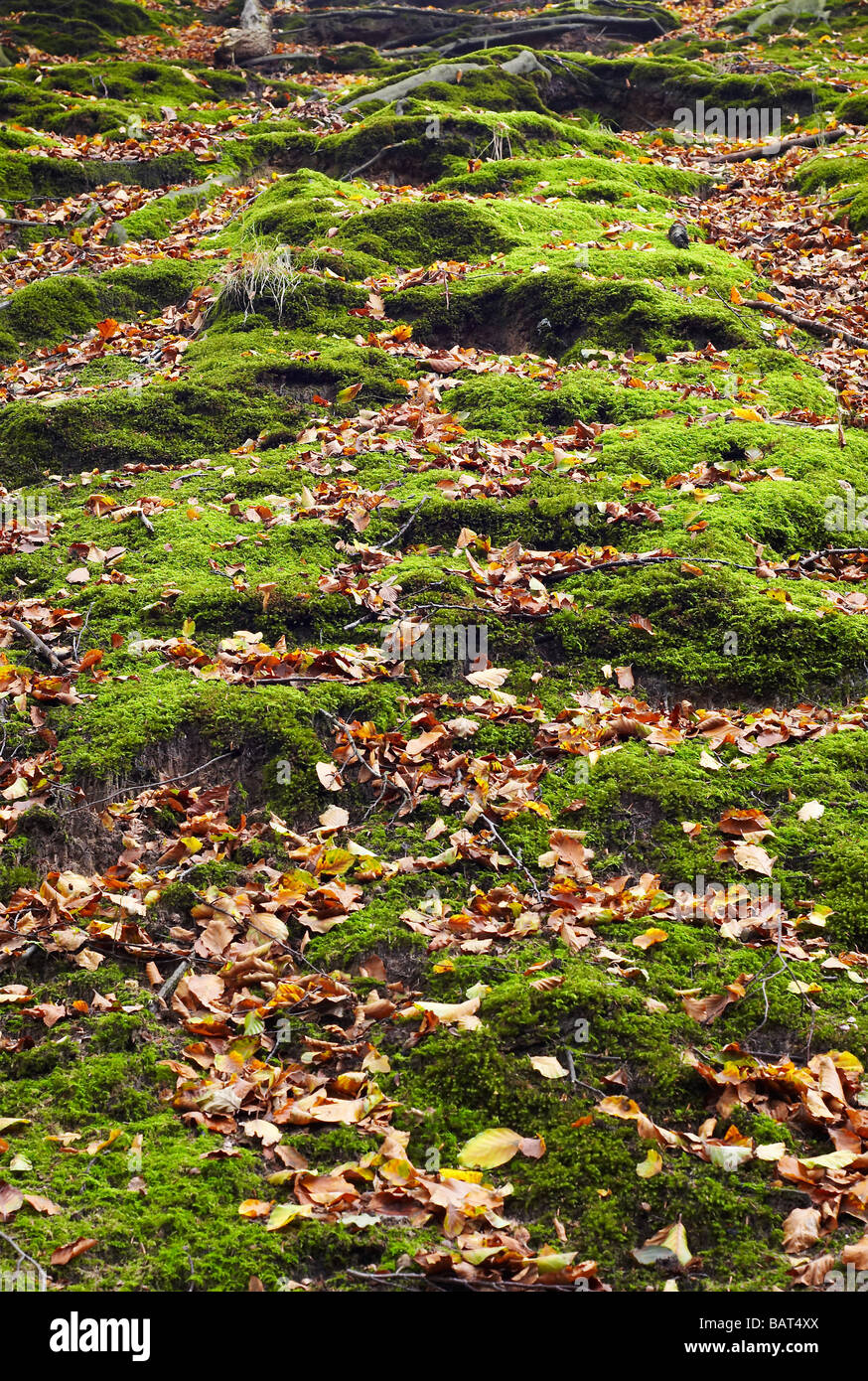 forest floor in autumn background Stock Photo - Alamy