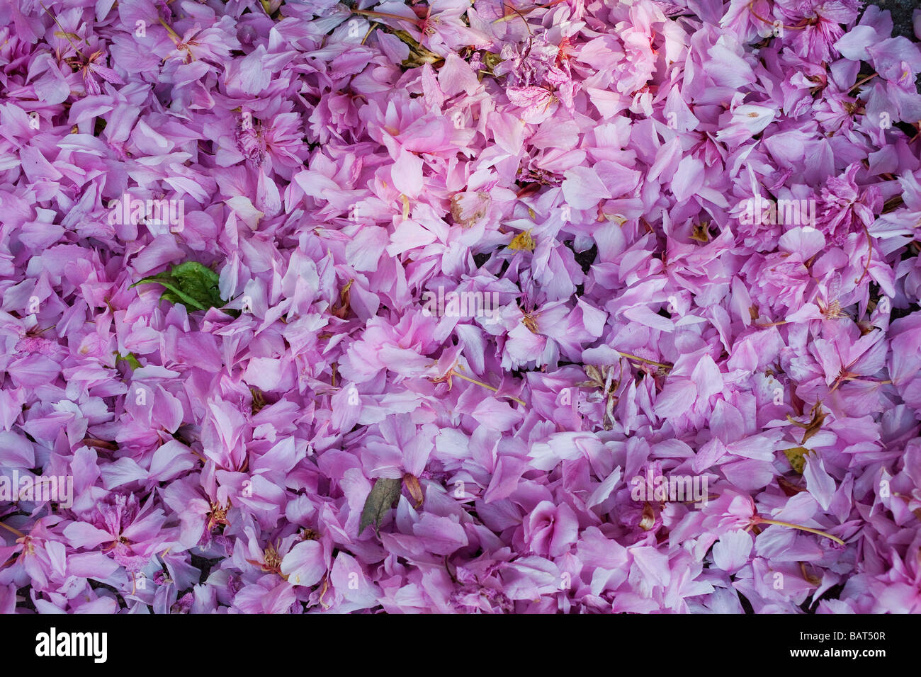 Beautiful background of flowers petals Stock Photo - Alamy