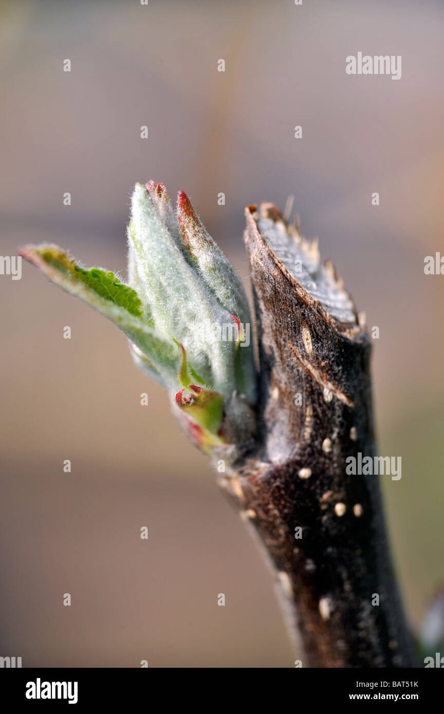 Branch With Opposite Budding