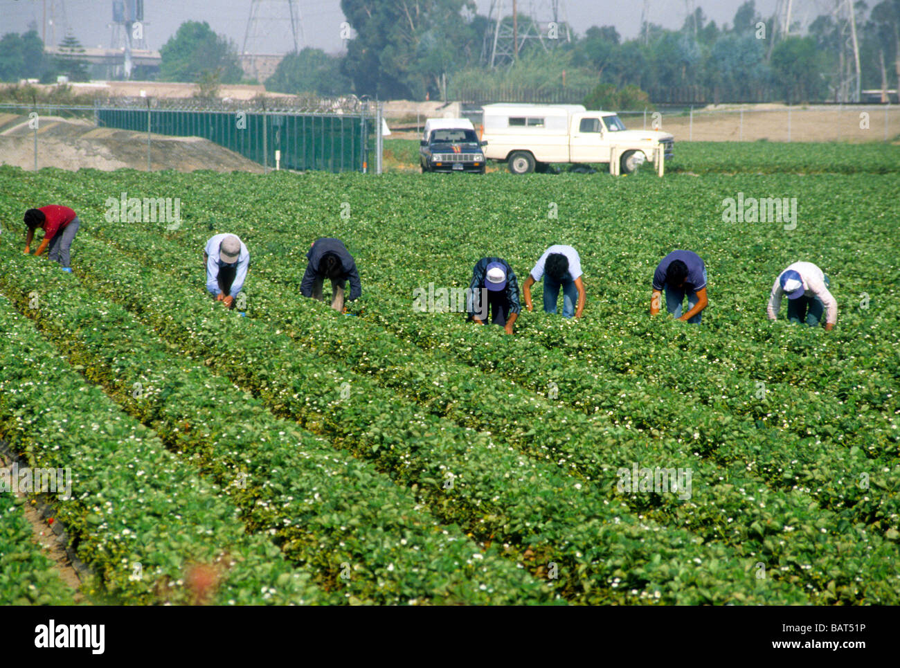 Farm ranch harvest work field Mexican immigrant hand back labor bracero ...