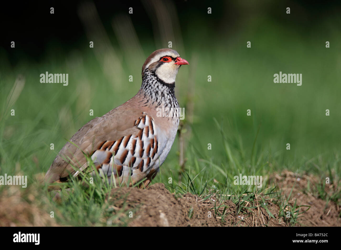 Red-legged Partridge Alectoris rufa Stock Photo - Alamy
