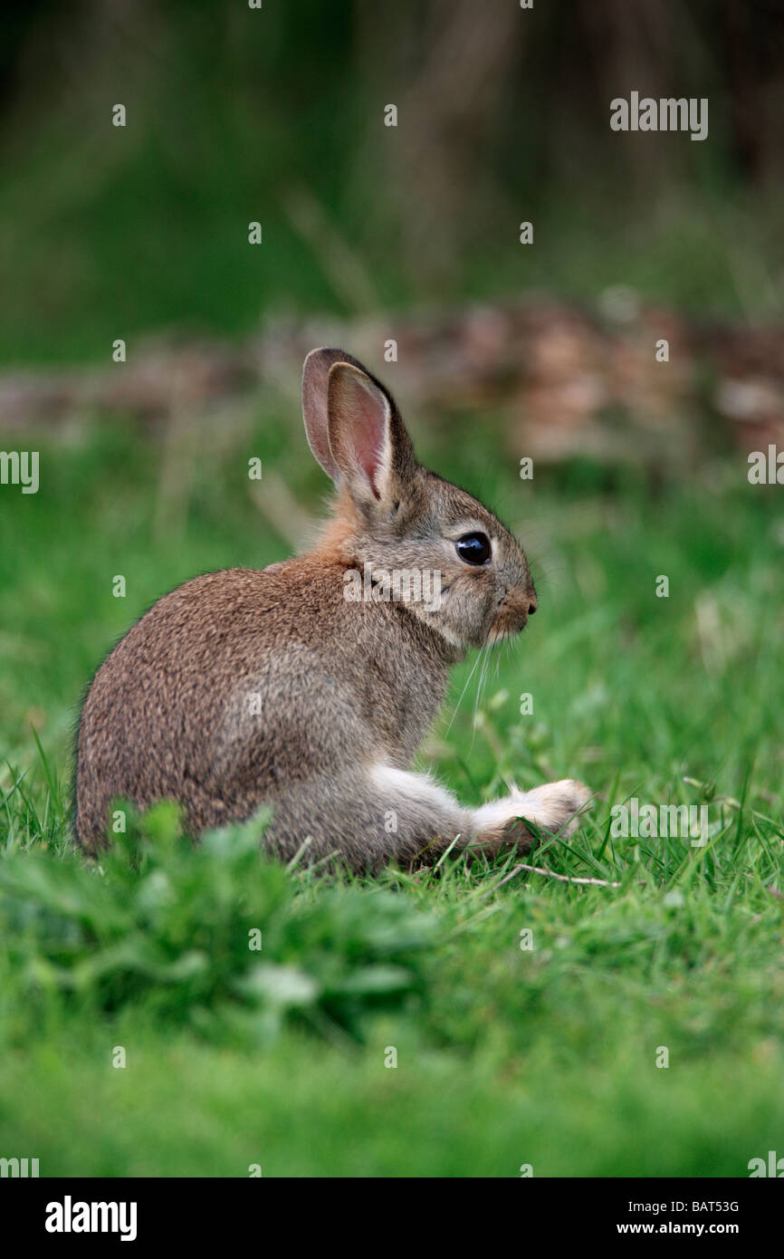 Rabbit Oryctolagus cunniculus juvenile young Stock Photo - Alamy