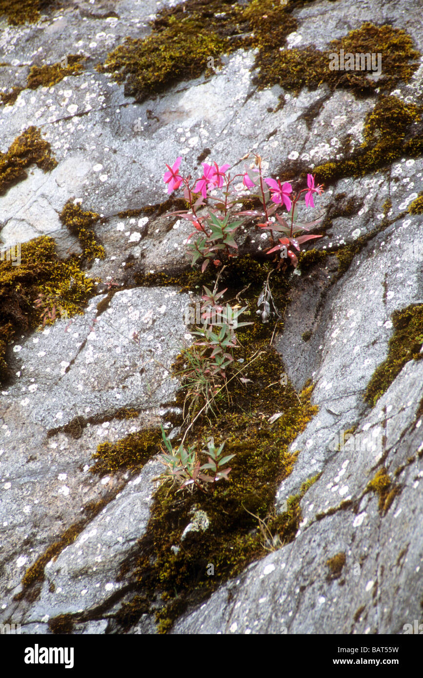 Flower wild blossom Sierra rock cliff granite persistent rebirth Stock ...