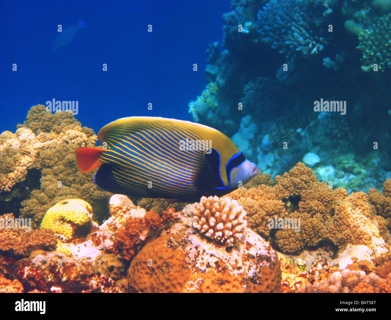 Underwater tropical fish hi-res stock photography and images - Alamy
