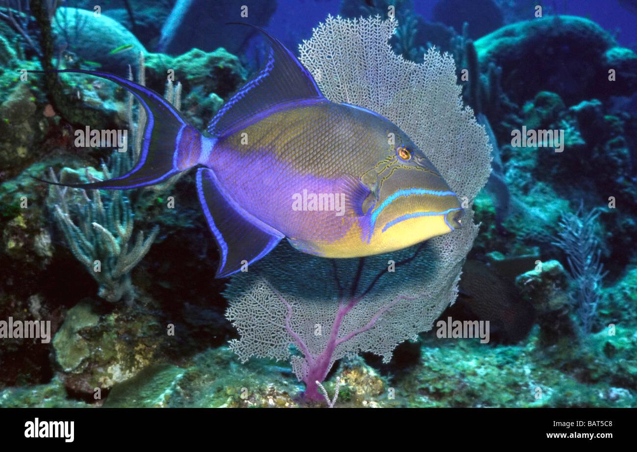 Queen Triggerfish