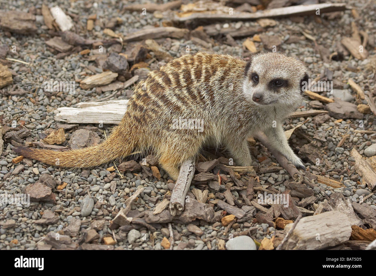 Meerkat Suricata suricatta Orana Wildlife Park Christchurch South ...