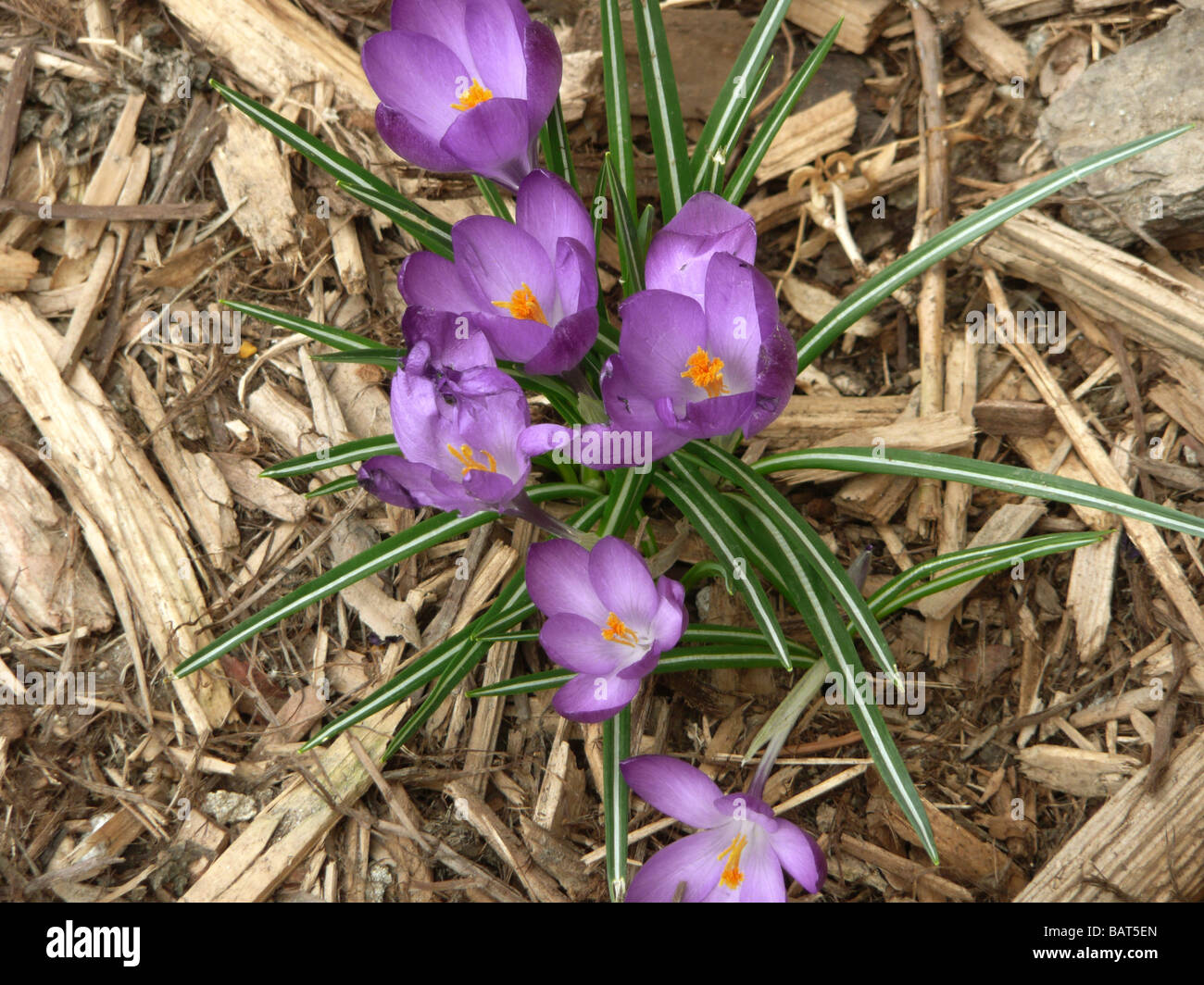 A bunch of purple crocus in a bed of wood chips Stock Photo - Alamy