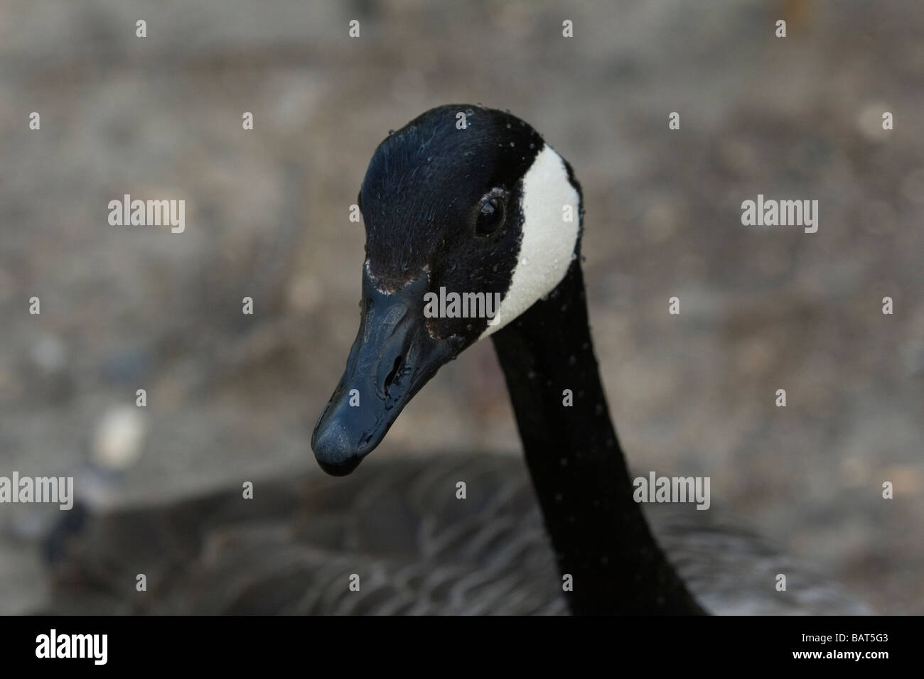 close up of bill of the Canadian Goose in South London England Stock ...