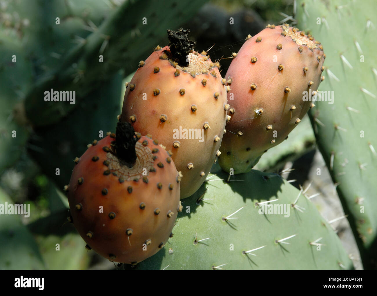 Fruit on an Indian Fig Prickly Pear Stock Photo - Alamy