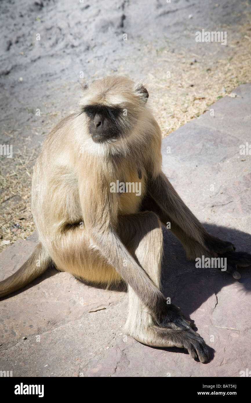 Black faced indian monkey hi-res stock photography and images - Alamy