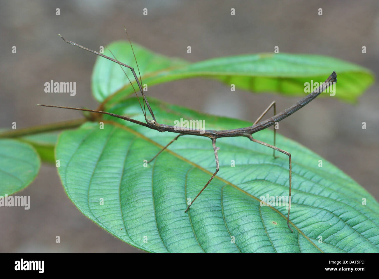 Stick insect hi-res stock photography and images - Alamy