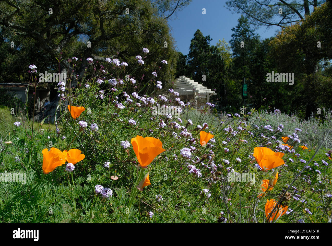 Spring flowers in the botanical gardens, Santa Barbara, California ...