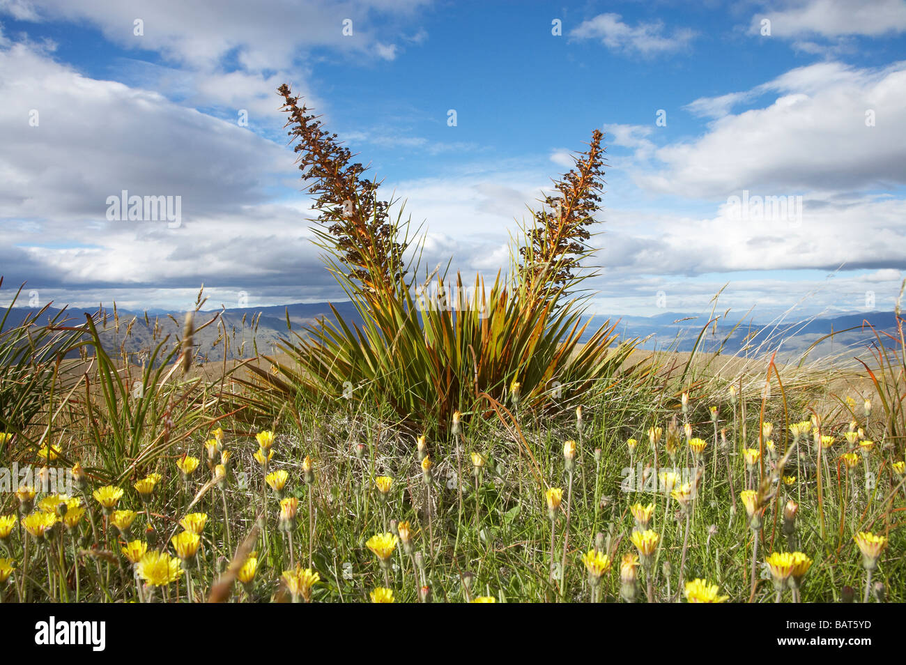 Golden speargrass hi-res stock photography and images - Alamy