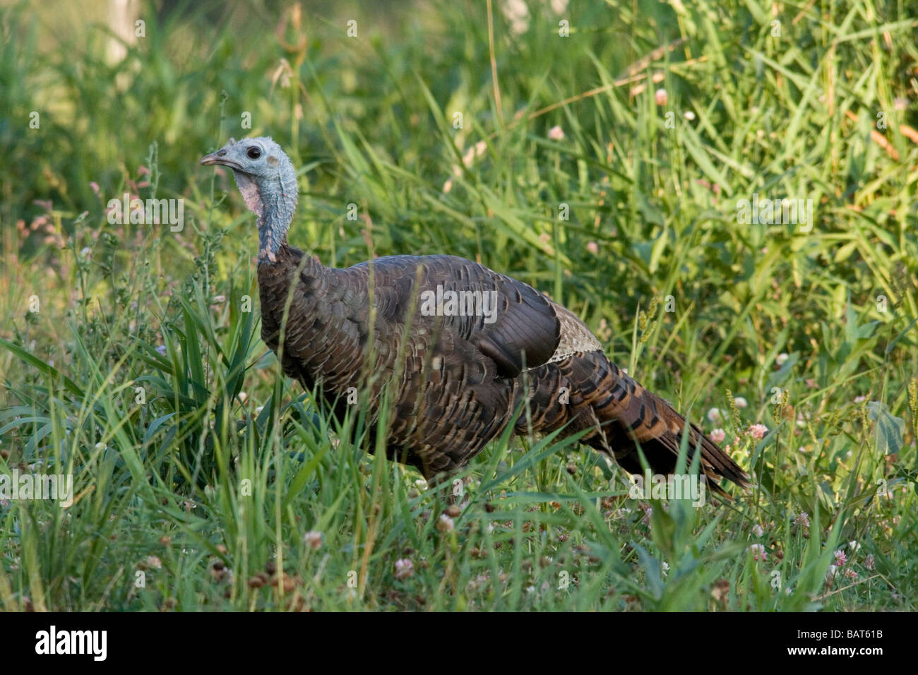 Eastern wild turkey Stock Photo - Alamy