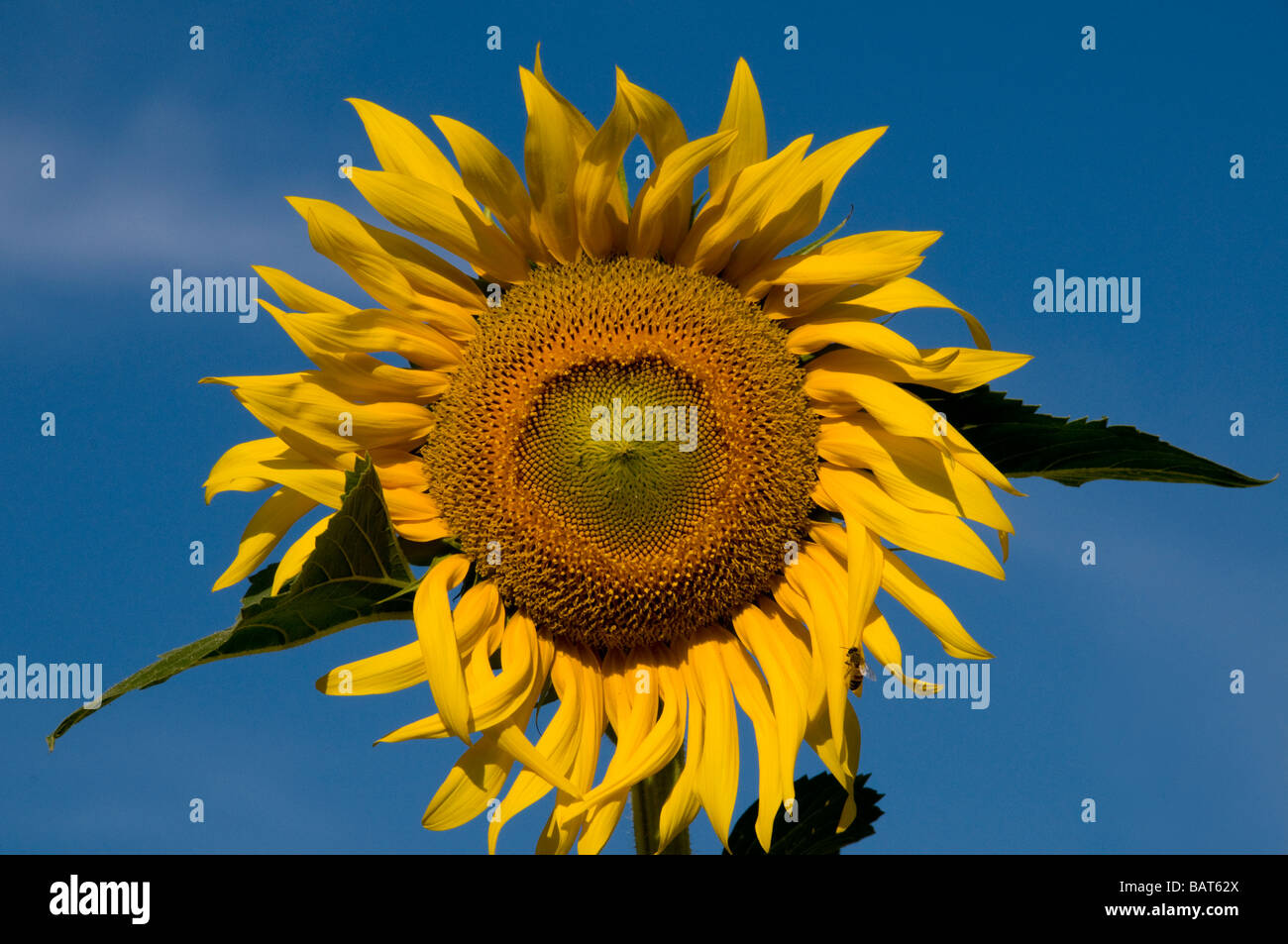 Sunflower pics hi-res stock photography and images - Alamy