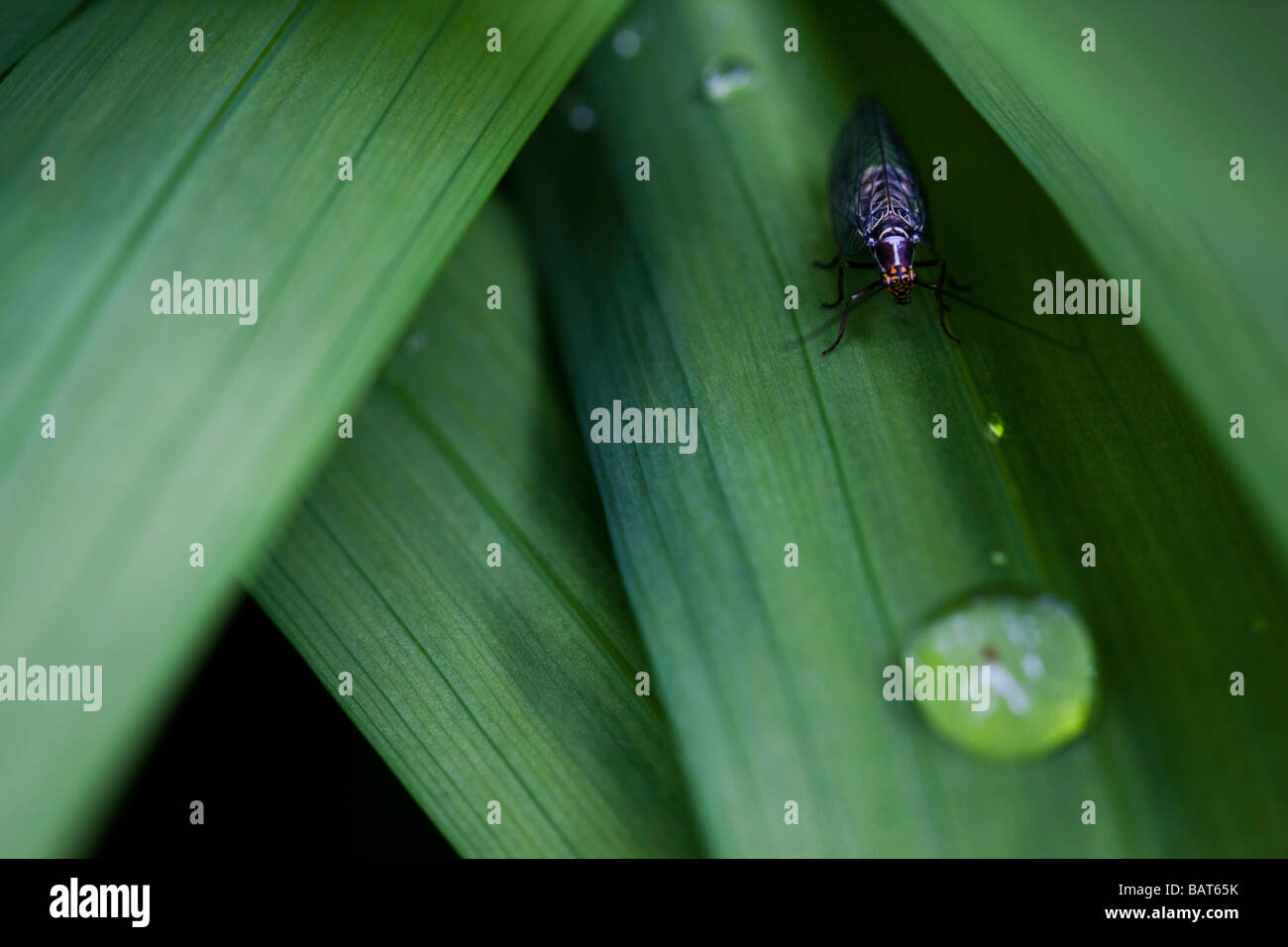 Insect and a rain drop on a water-repellent Leaf, Golden Gate Park, San ...