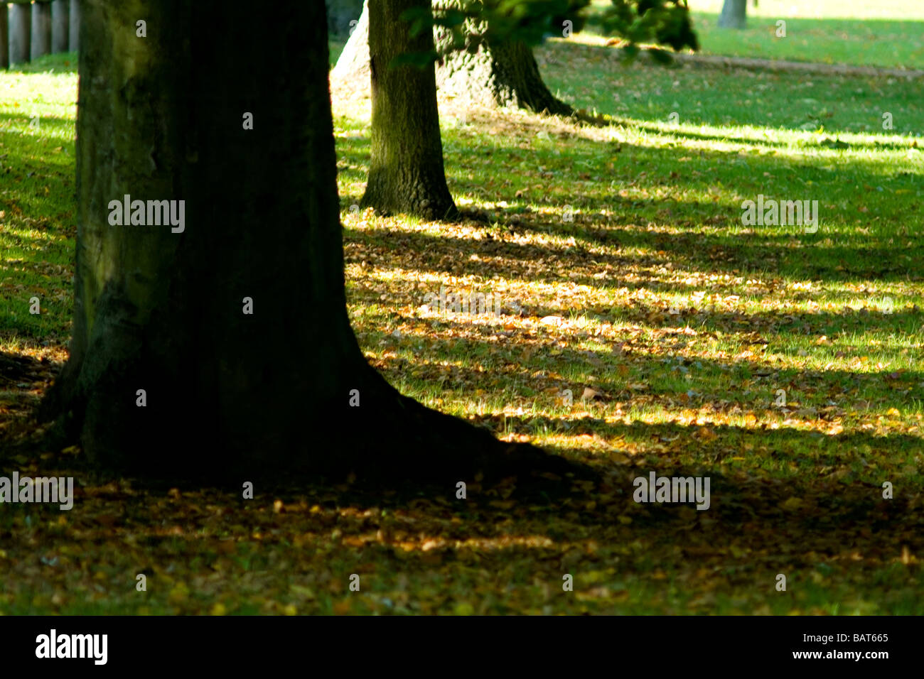 Trees in field low section Stock Photo - Alamy