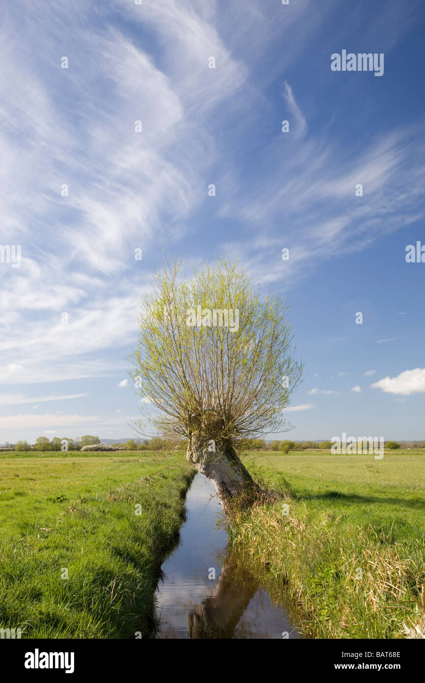 A solitary willow pollard is seen as symbolic of the Somerset Levels ...