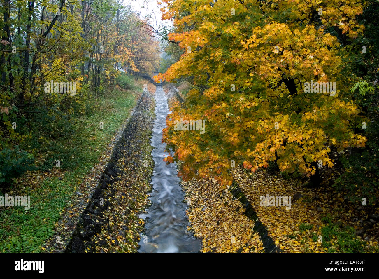 Trees in field by river Stock Photo - Alamy