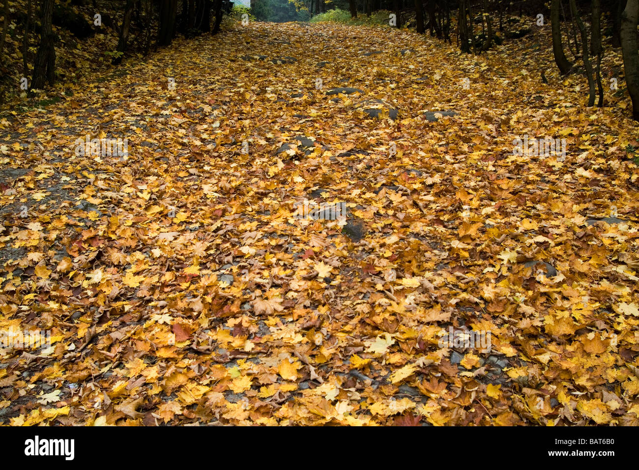 Fallen autumn leaves on ground Stock Photo - Alamy