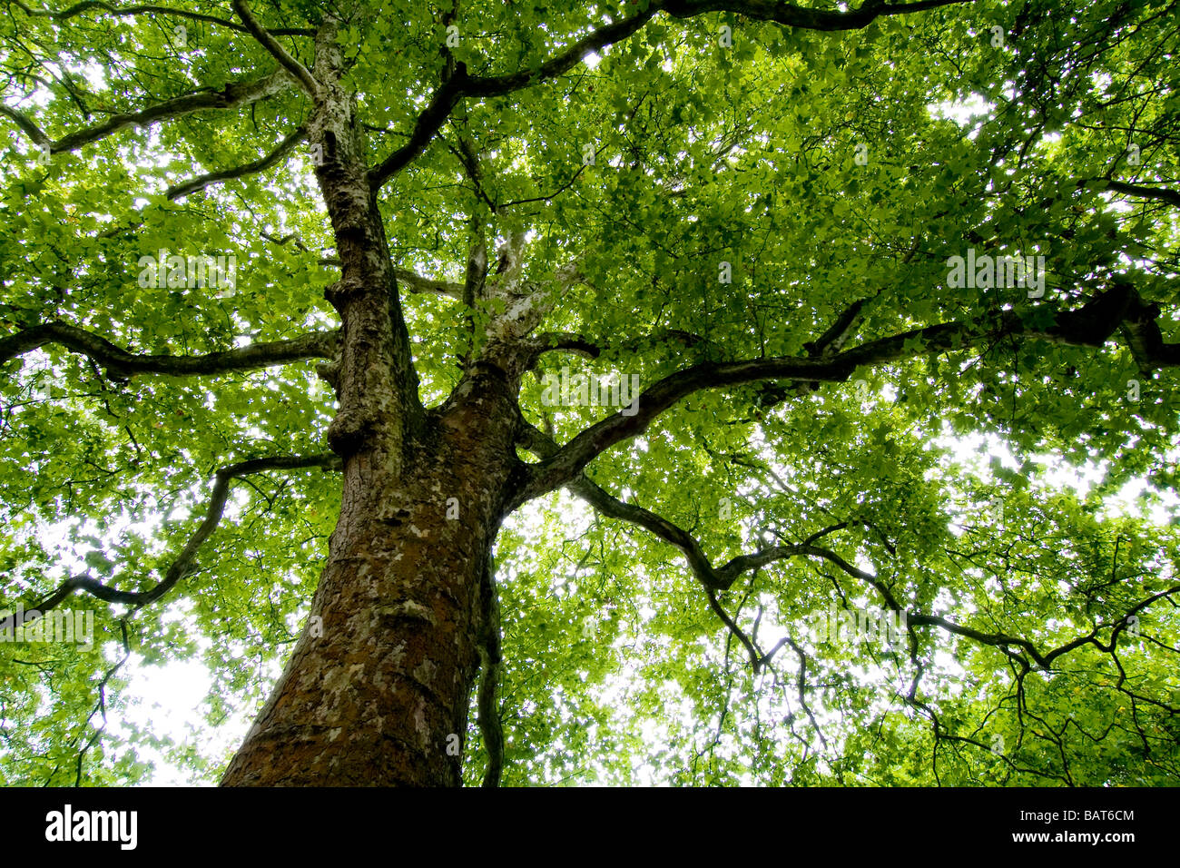 Tree with leaves view from below Stock Photo - Alamy