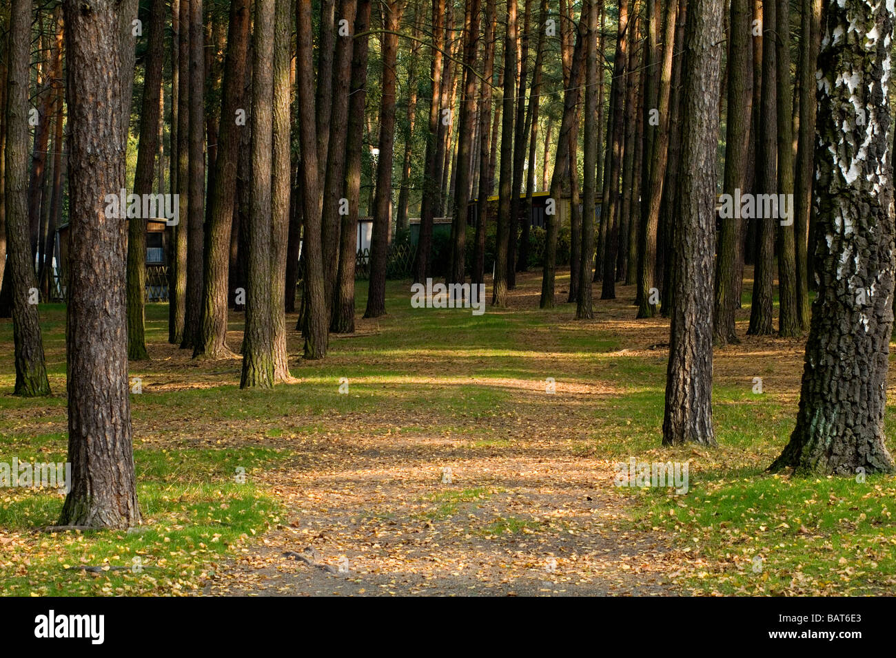 Trees in field Stock Photo - Alamy