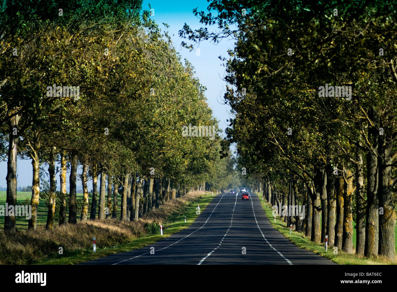 Trees in field Stock Photo - Alamy