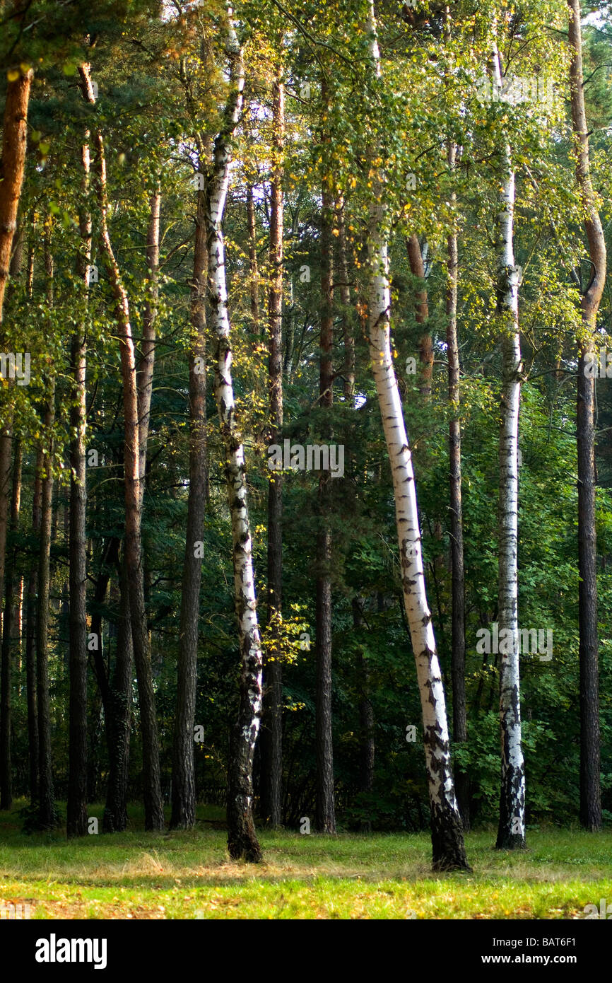 Trees in field Stock Photo - Alamy