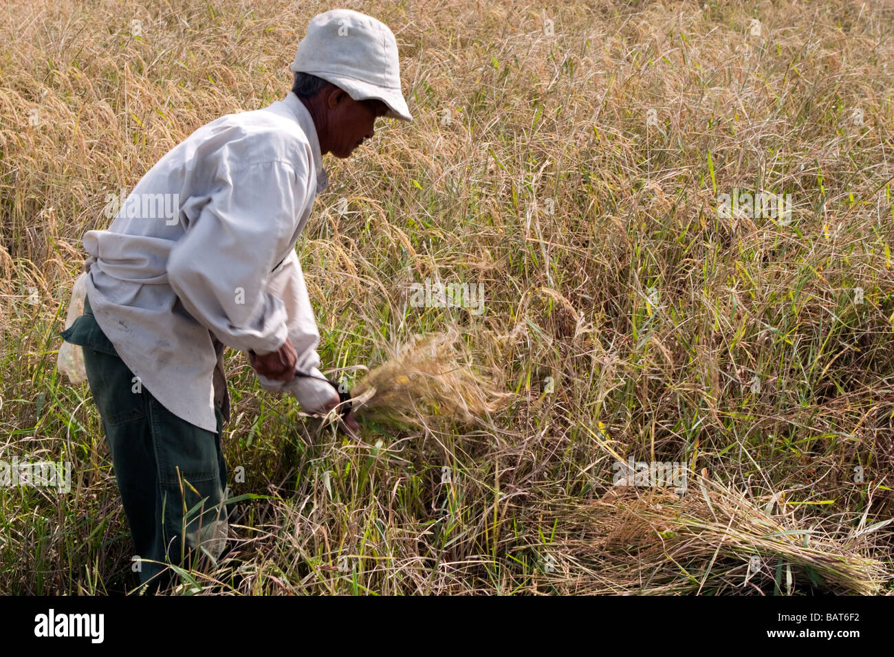 Rice cultivation in Thailand Stock Photo - Alamy
